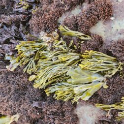 Rocky Intertidal Species – LiMPETSLiMPETS