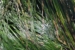 Rocky Intertidal Species – LiMPETSLiMPETS